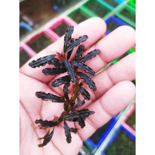 bucephalandra red flames silat hulu | pgmall