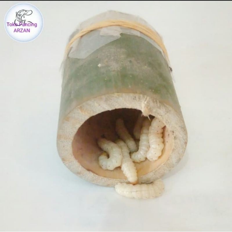 Jual ULAT BAMBU Isi 20 Ekor/Tabung | Shopee Indonesia