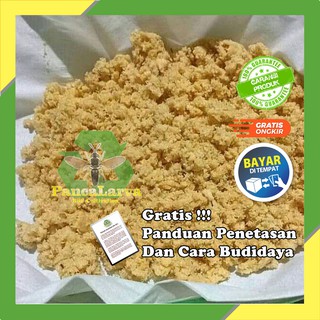 Jual bibit maggot Harga Terbaik & Termurah Oktober 2022 | Shopee Indonesia