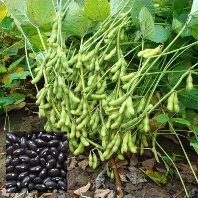 Jual Benih KEDELAI HITAM (isi 7) - Bibit Biji Sayur Kacang | Shopee ...