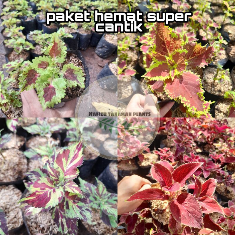 Jual PAKET HEMAT!! tanaman hias miana/ paket 4 tanaman herbal miyana ... Jual PAKET HEMAT!! tanaman hias miana/ paket 4 tanaman herbal miyana ...