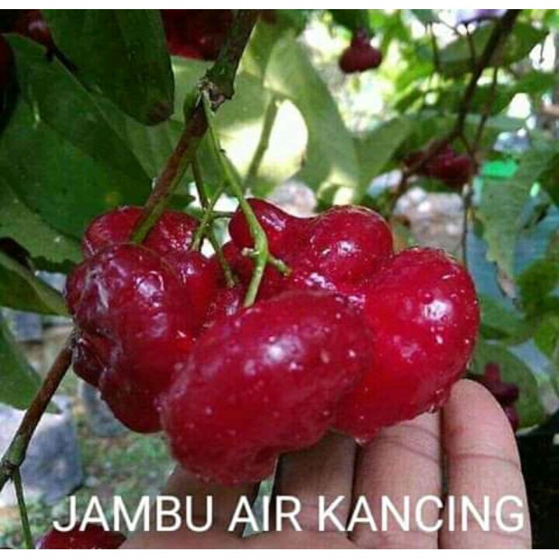 Jual bibit jambu air kancing murah | Shopee Indonesia