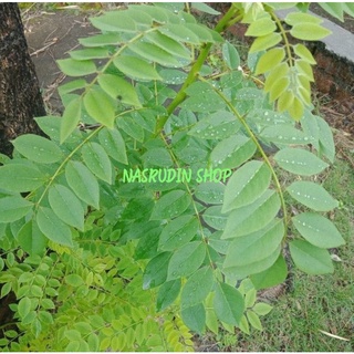 Jual DAUN GAMAL SEGAR 1KG LANGSUNG PETIK / GLIRICIDIA SEPIUM | Shopee ...