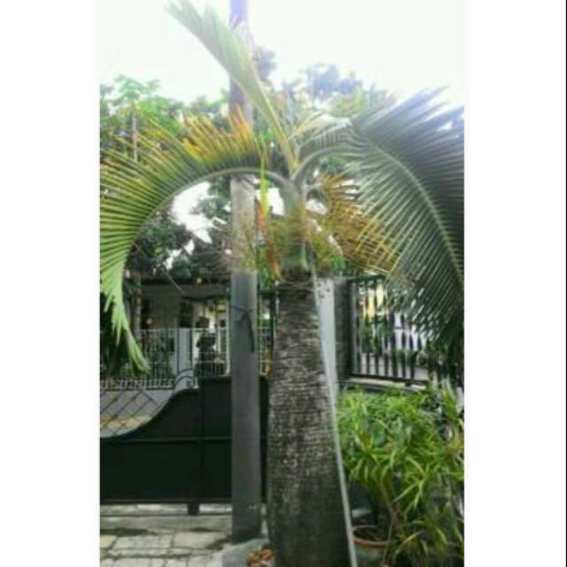 Pohon palm botol / palem botol | Shopee Indonesia