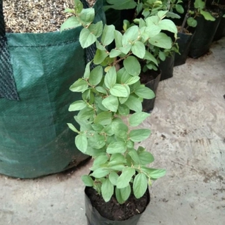 Jual BIBIT TANAMAN ATAU BIBIT POHON BIDARA / WIDARA | Shopee Indonesia