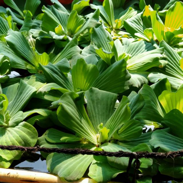 Jual Tanaman apu apu tanaman air kapukapu | Shopee Indonesia