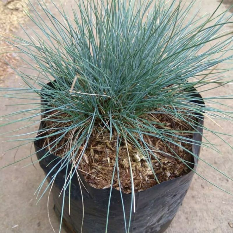 Jual Tanaman Rumput Biru Festuca / Blue Grass / Festuca Glauca | Shopee ...