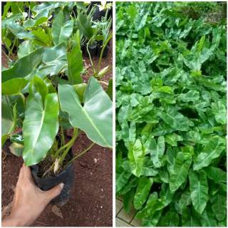 Jual Tanaman hias philo burle marx-tanaman vertikal brekele-philo ...