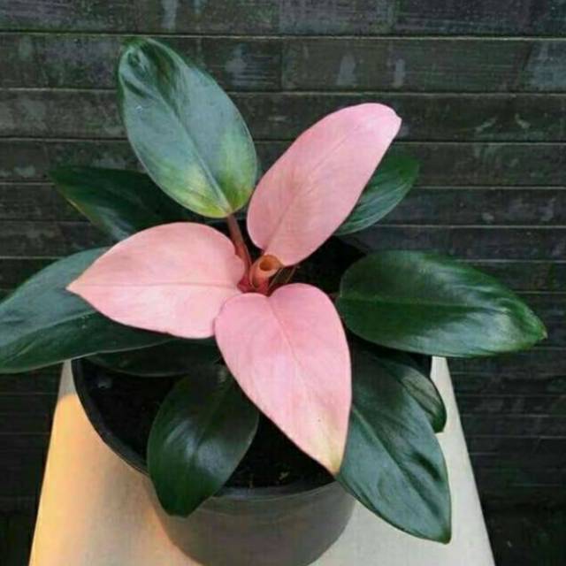 Jual Philodendron COMPACTA - Tanaman Hias Pilo Dendron Congo -ST ...