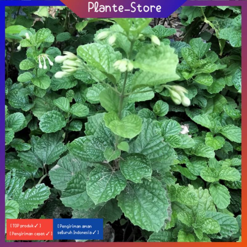 Jual TANAMAN HERBAL BIBIT TANAMAN KEJI BELING PECAH BELING OBAT HERBAL ...