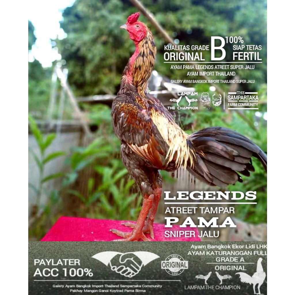 Jual ayam bangkok asli pama iq thailand telur fertil grade B | Shopee Indonesia
