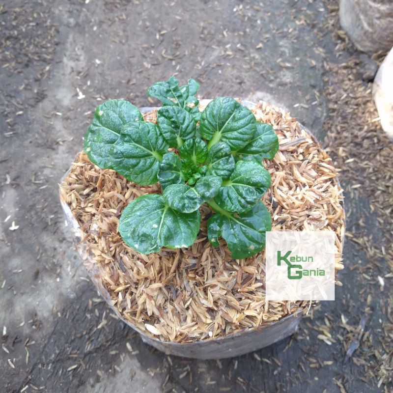 Jual Tanaman Pagoda tatsoi sawi pagoda sayur lalap | Shopee Indonesia