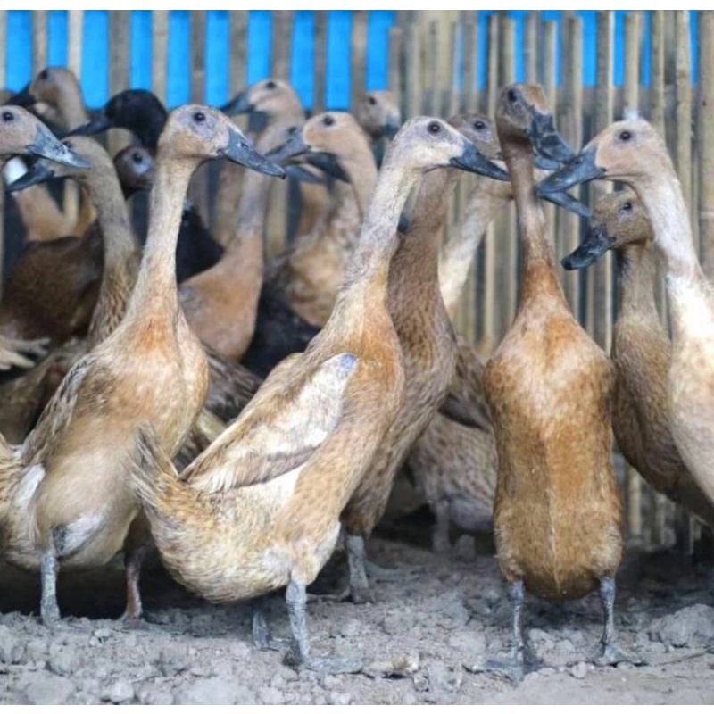 Jual Bebek Petelur Unggul Betina Dewasa Hidup Free Pur Ayam | Shopee ...