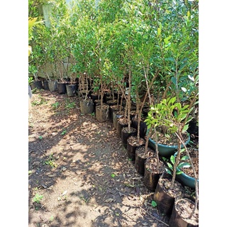 Jual bibit bonsai Kimeng / ficus microcarpa | Shopee Indonesia