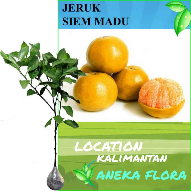 Jual bibit jeruk siem madu okulasi (50-70cm) | Shopee Indonesia