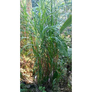 Jual bibit king grass / rumput raja | Shopee Indonesia