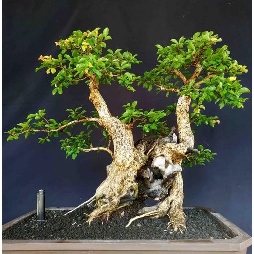 Jual Bonsai GK25T1 Pohon Tanaman Rukem Rukam Matang Prospek | Shopee ...