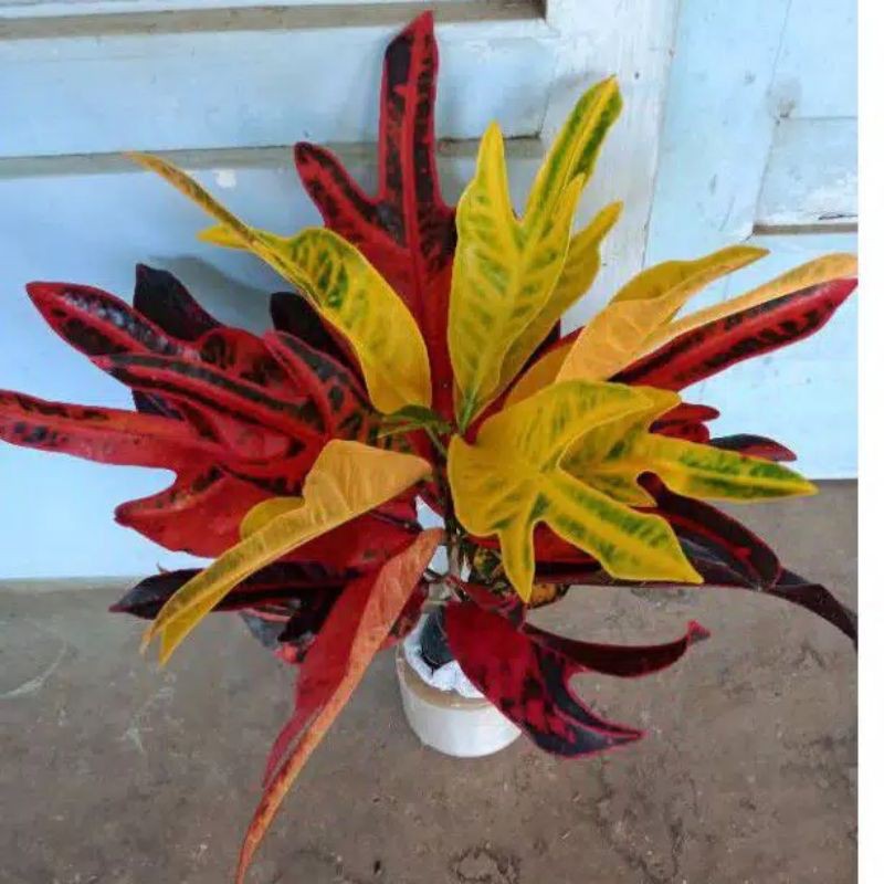 Jual pohon puring z /tanaman hias | Shopee Indonesia