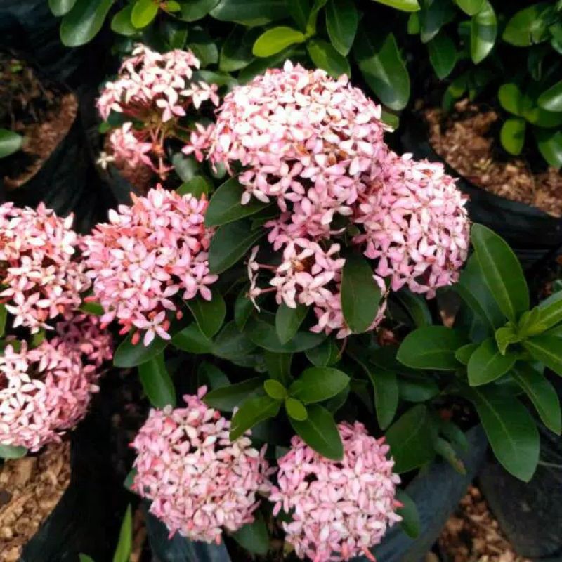 Jual tanaman asoka jambon bunga pink soka jabon | Shopee Indonesia