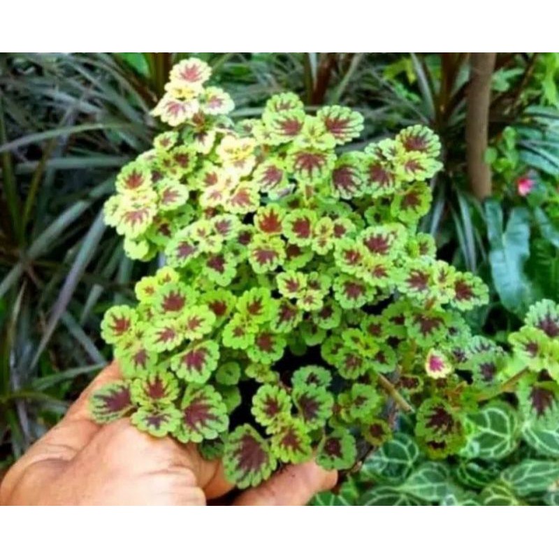 Jual TANAMAN HIAS MIANA MINI - Bunga Hias Hidup - Tanaman Hidup - Bunga ... Jual TANAMAN HIAS MIANA MINI - Bunga Hias Hidup - Tanaman Hidup - Bunga ...