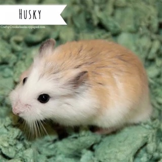 Jual Hamster Roborovski White Face / Husky (FREE PACKING) | Shopee ...