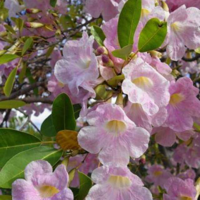 Tanaman hias bunga tabebuya pink | Shopee Indonesia