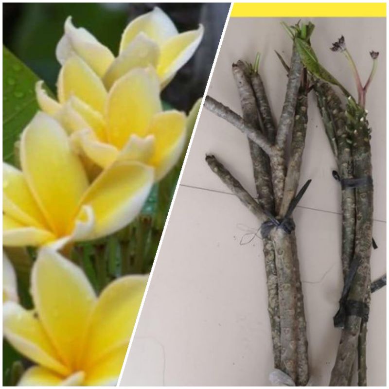 Jual pohon kamboja bali bunga kuning / stek kamboja bali bunga kuning ... Jual pohon kamboja bali bunga kuning / stek kamboja bali bunga kuning ...