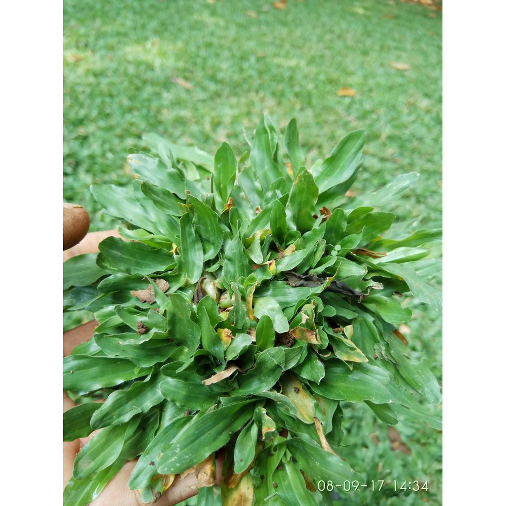 Jual Rumput Gajah Mini Varigata - dijual Perakar - Pennisetum purpureum ...
