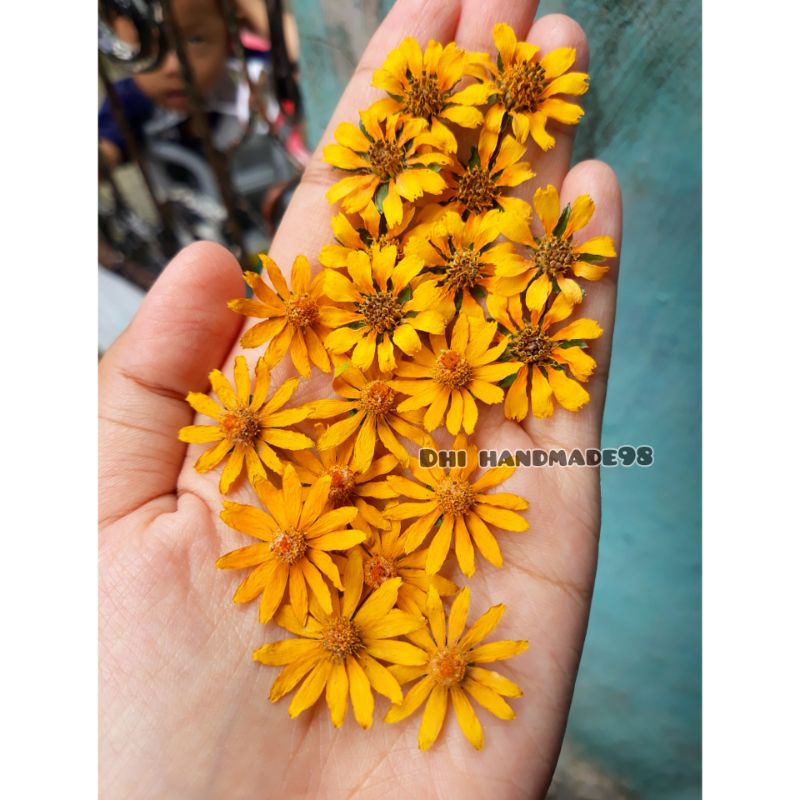 Jual 10 Pcs Bunga Kering Asli Bisa Untuk Resin Shopee Indonesia