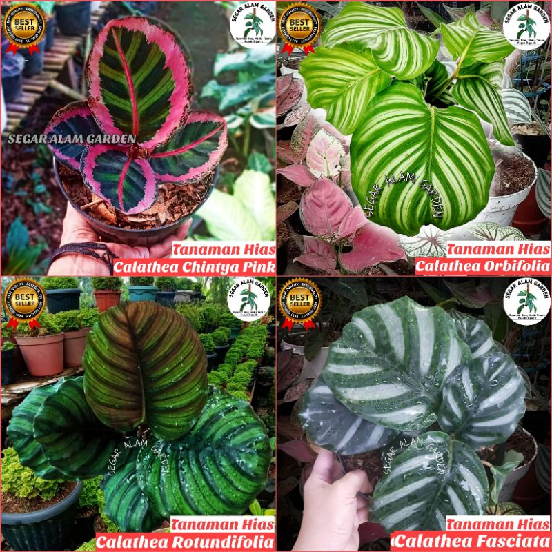 Jual Tanaman Hias Calathea Orbifolia - Rotundifolia - Fasciata ...