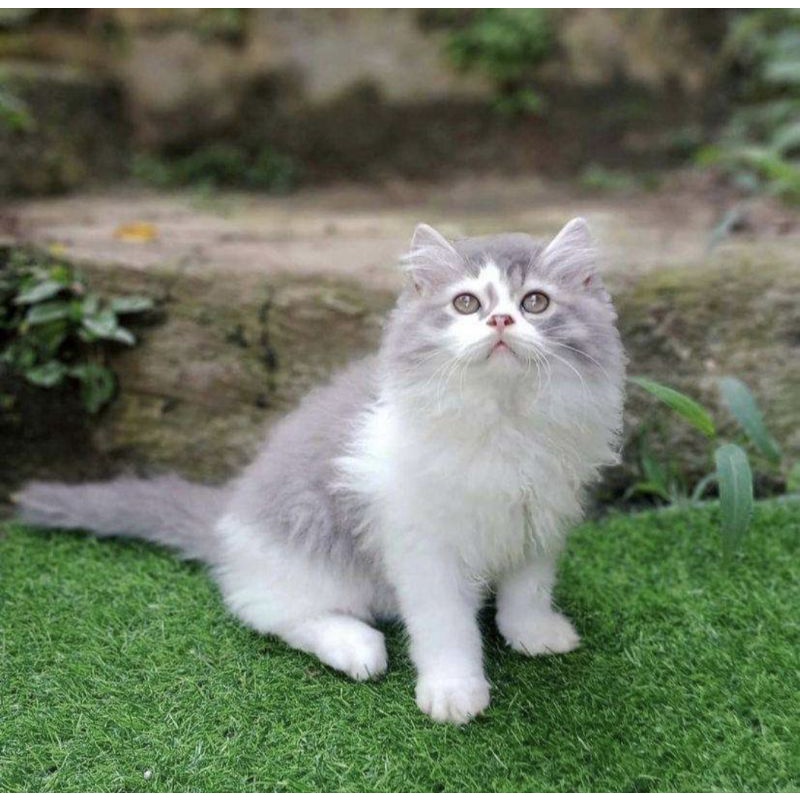 Jual Alas kandang kucing alas kandang anjing dan reptil rumput sintetis ...