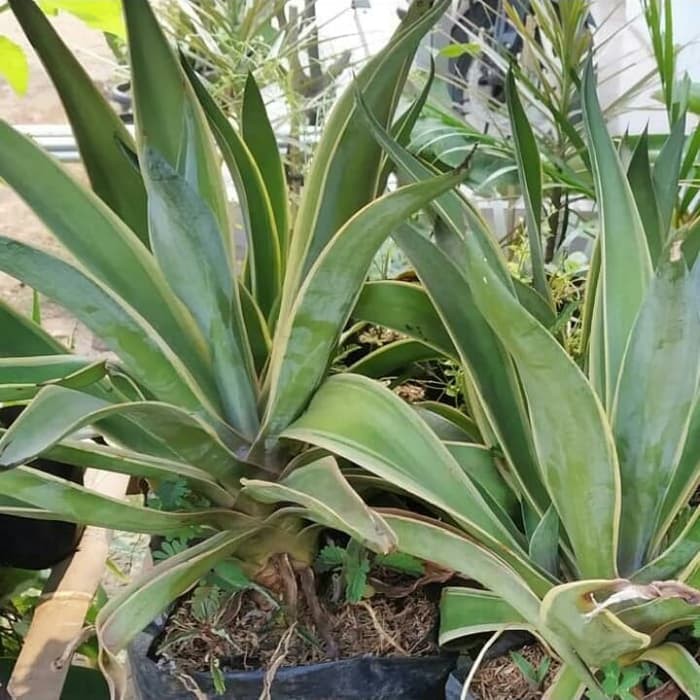Jual PROMO Grosir!! Tanaman Siklok King Tanaman Agave King Indonesia ...