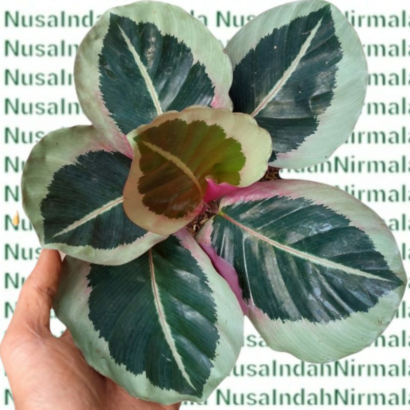 Jual Tanaman Hias Calathea Marion - Calathea Cynthia Silver - Calathea ...