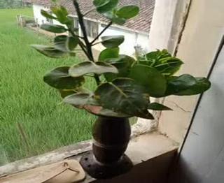 Jual pot pas bunga unik dari batok kelapa buat hiasan di meja atau di ...