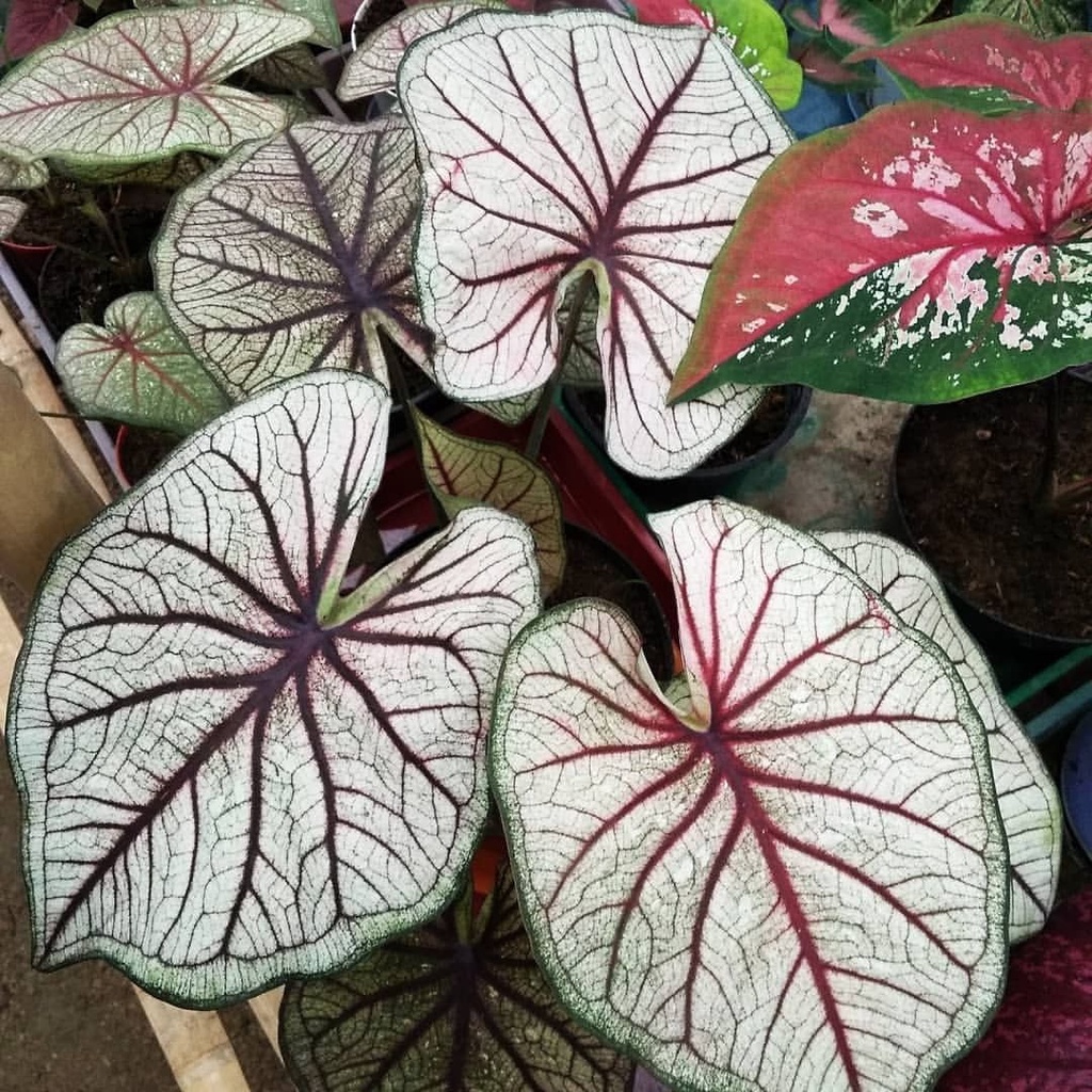 Jual Keladi Caladium Lay Thai Hybrid - Keladi Thailand tanaman hias ...