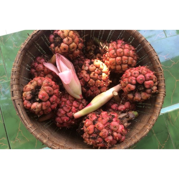 Buah Kecombrang Dalchaebi