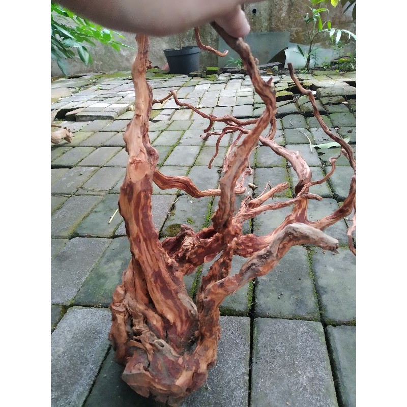 Jual kayu rasamala jumbo pilihan aquascape paludarium | Shopee Indonesia