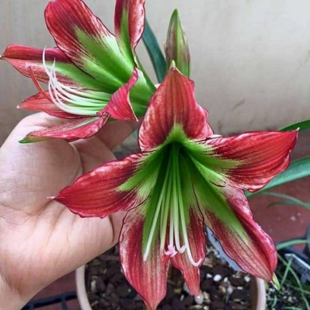 Jual Bunga amarylis bentuk Umbi merah hijau langka | Shopee Indonesia