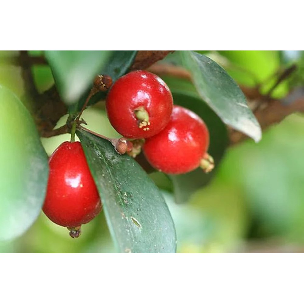 Jual Pohon Beach Cherry Siap Buah | Shopee Indonesia