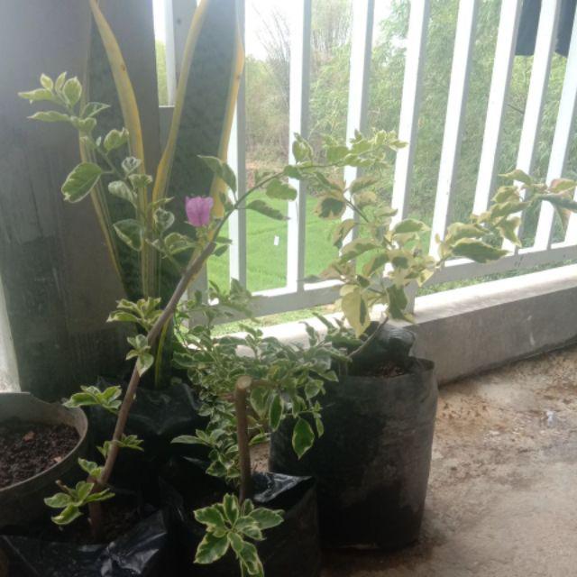 Tanaman Hias Bougenville Ungu Variegata ( Bunga Kertas ) | Shopee Indonesia