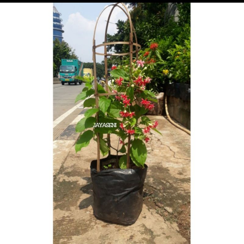 Jual TANAMAN HIAS BUNGA MELATI BELANDA WANGI/TANAMAN RAMBAT MELATI ...
