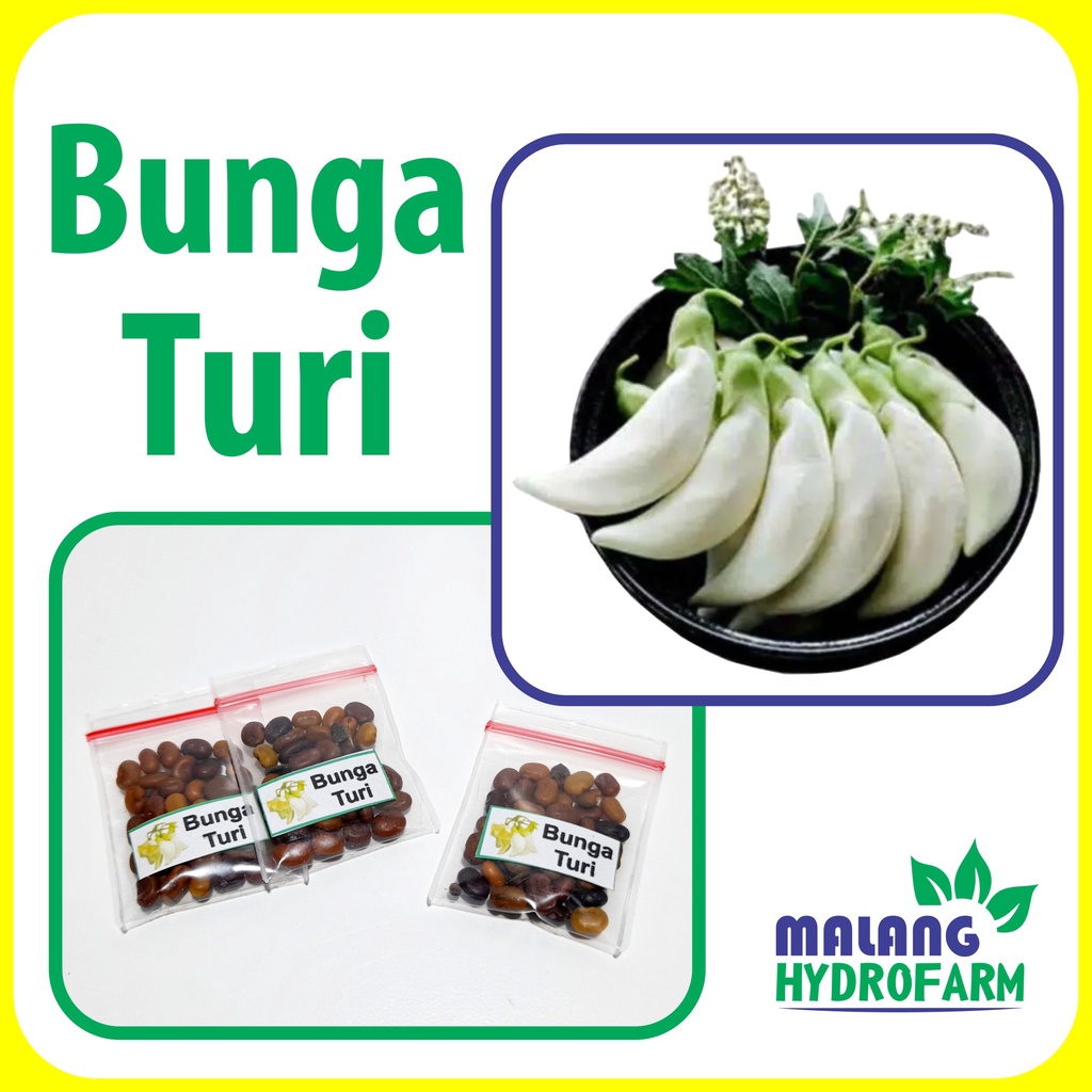 Jual Benih Bunga Turi Putih Unggulan berkualitas biji kembang bibit ...