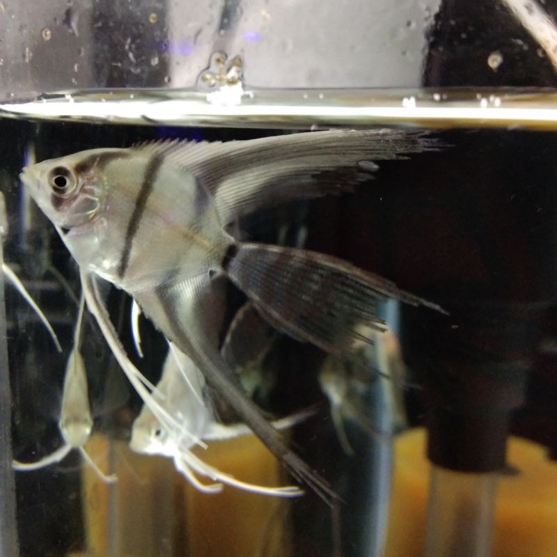 Jual ikan hias manfish black white slayer angelfish aquascape | Shopee ...