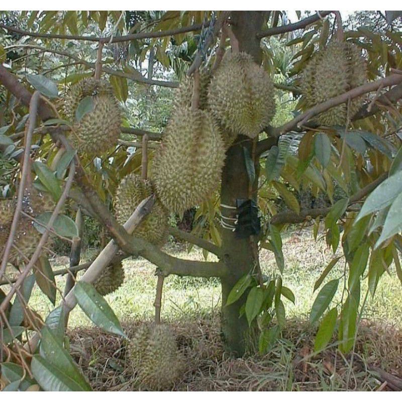 Jual bibit durian montong, bawor, matahari, pelangi, MK, cane, duri ...