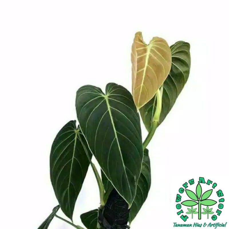 Jual Tanaman Hias Philodendron Melano Crysum / Philodendron ...