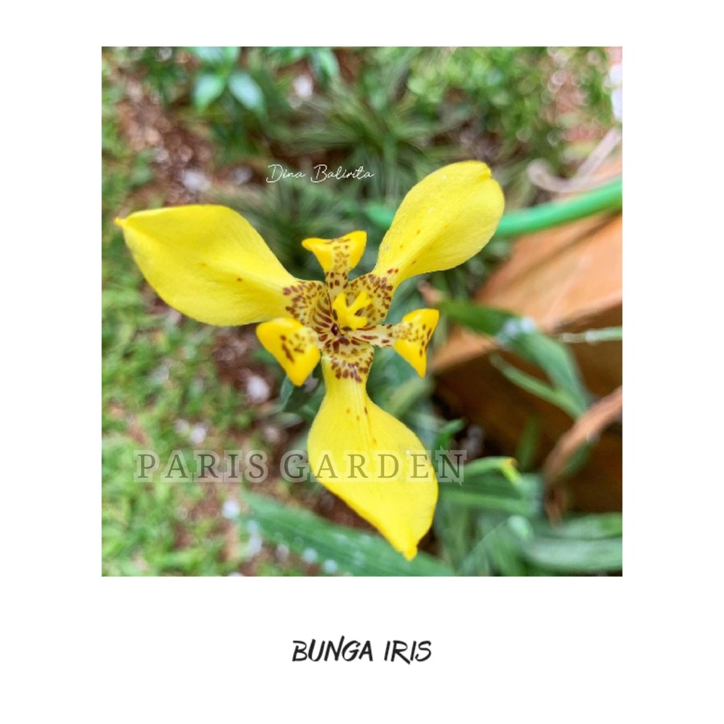 Jual BUNGA IRIS NEOMARICA LONGIFOLIA - BIBIT TANAMAN BUNGA AIRIS KUNING ...