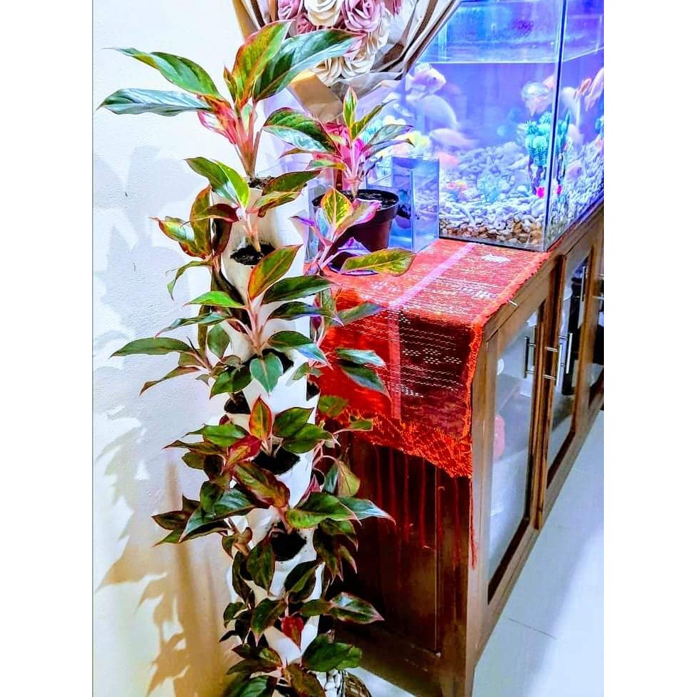 POT TANAMAN VERTIKAL VERTIKULTUR 4 INCH 10 LUBANG 50CM POT BUNGA / Pot ...