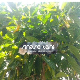 Jual daun mengkudu segar daun kudu daun pace | Shopee Indonesia