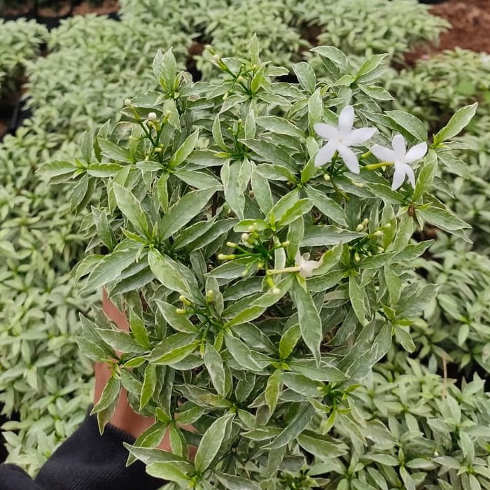 Tanaman hias : Rombusa mini varigata – Perpustakaan Amarta