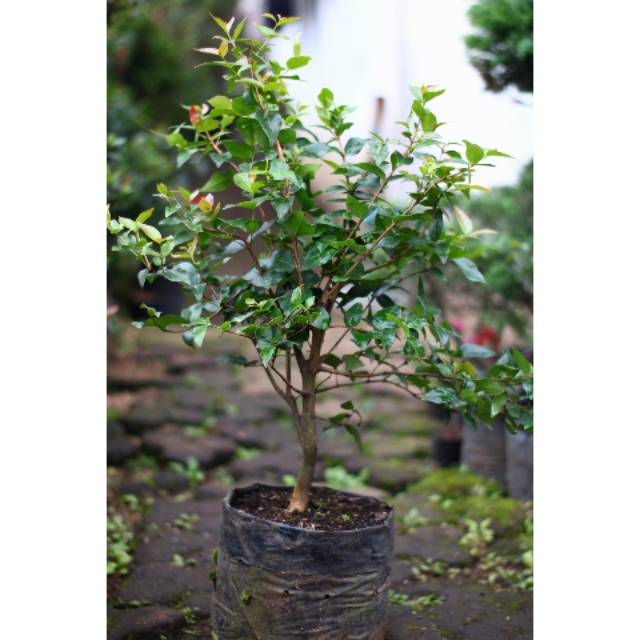 Jual CEREMAI BELANDA TANAMAN DEWANDARU | Shopee Indonesia